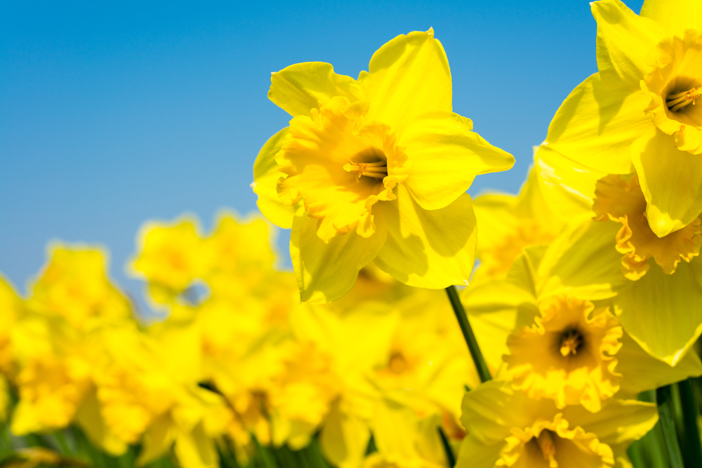 7 fiori che annunciano la primavera