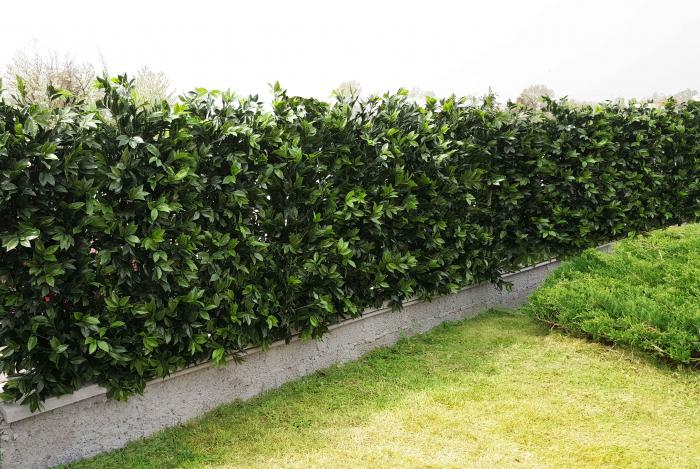 Pianta da siepi: quale scegliere e le migliori 9 | www.ciaogreen.it