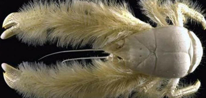 Animali stravaganti: i più buffi e strani al mondo | www.ciaogreen.it