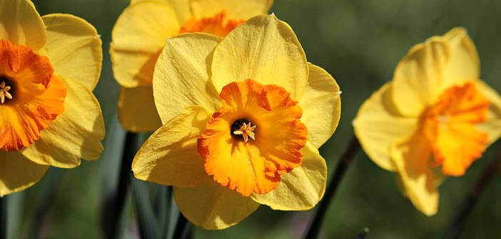 Decorare il giardino con una nota di colore: il narciso