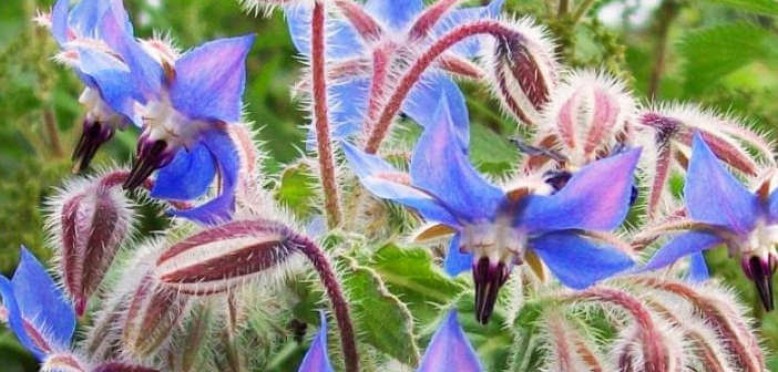 Borragine: cos’è, proprietà e controindicazioni | www.ciaogreen.it