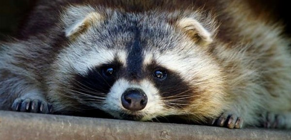 Orsetto lavatore o procione: dove vive, carattere e colori