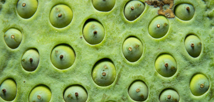 Tripofobia: cos'è, cause e sintomi si questa rara paura | www.ciaogreen.it