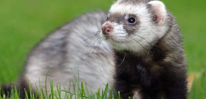 Furetto: caratteristiche, comportamento e costo | www.ciaogreen.it