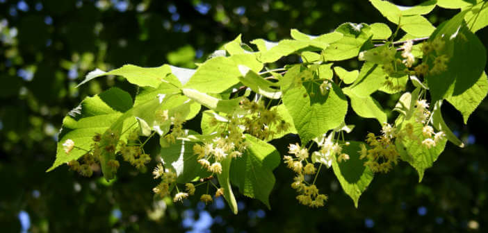Tiglio: cos'è, come si coltiva, proprietà | www.ciaogreen.it