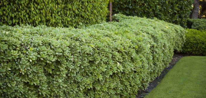 Pitosforo: cos’è, come si coltiva, potatura | www.ciaogreen.it