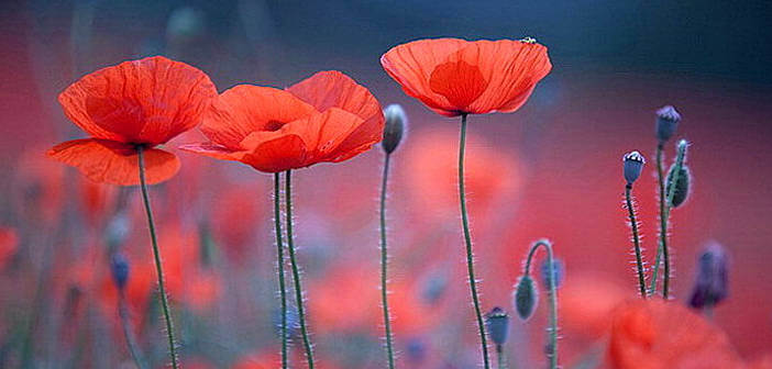 Papavero: origini, caratteristiche, coltivazione | www.ciaogreen.it