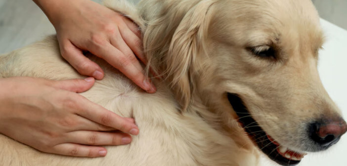 Pulci cane: prevenzione, come eliminarle, malattie - Ciaogreen.it